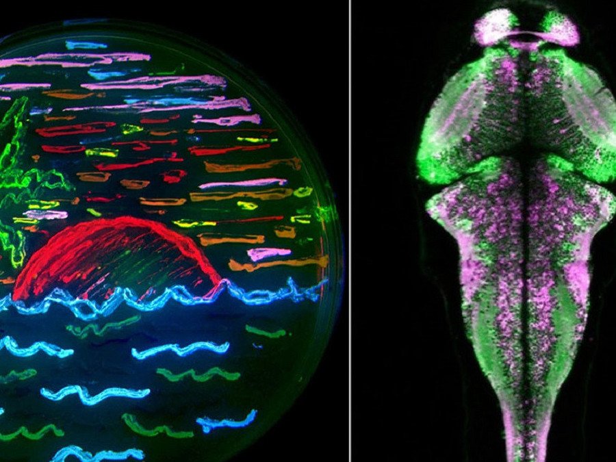 BioArt: Art created by Science